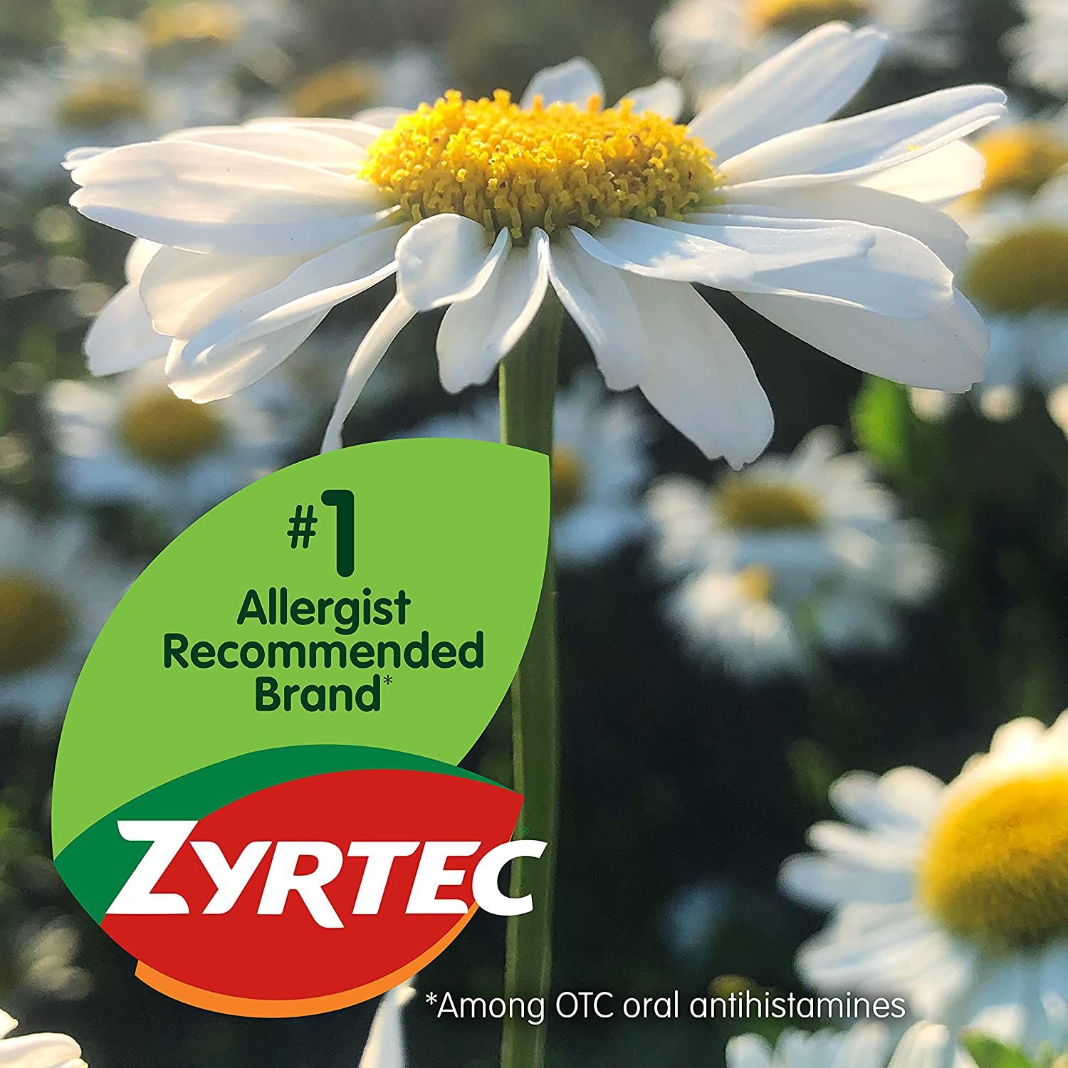 Zyrtec 24 Hour Allergy Relief Antihistamine Tablets, 10 mg - 30 ct