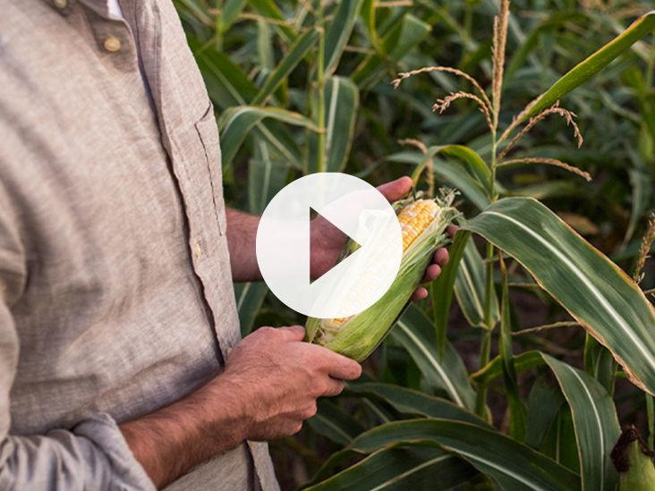 Should You Eat Corn if You Have Diabetes?