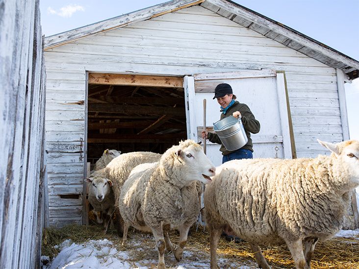 Lanolin Oil: Health Benefits, Uses, and Side Effects