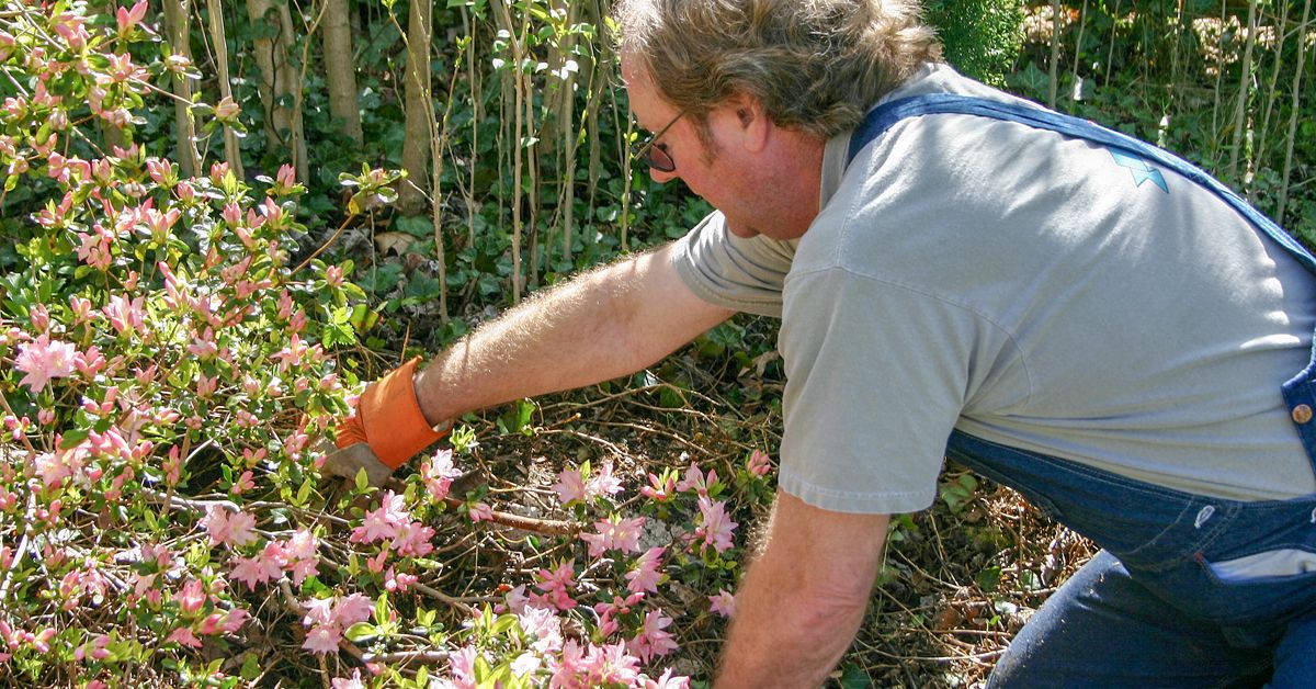 Poison Oak vs. Posion Ivy: Rashes, Symptoms, and More
