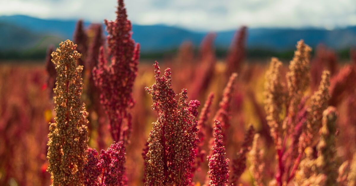 Red Quinoa