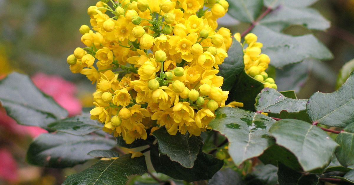 What Is Oregon Grape? Uses and Side Effects