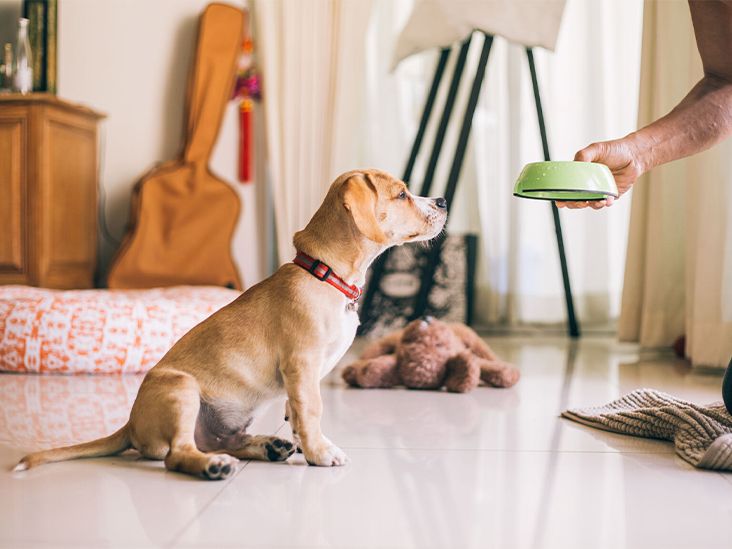 Classical Conditioning: How It Works and How It Can Be Applied