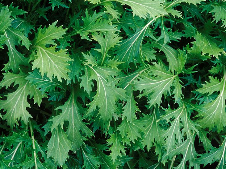 Mustard Greens Types