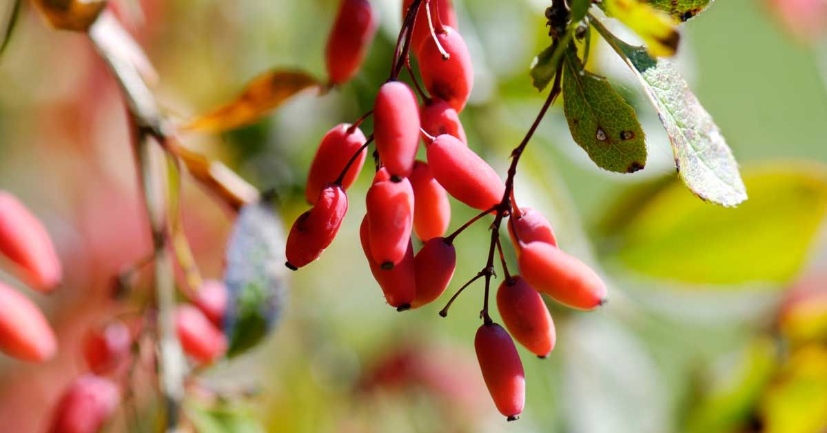 9 Impressive Health Benefits of Barberries