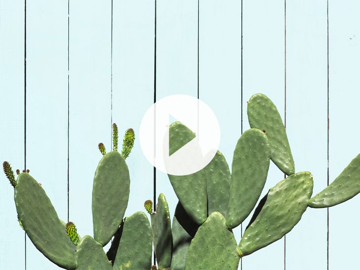 Cactus Water: Potential Benefits and Concerns