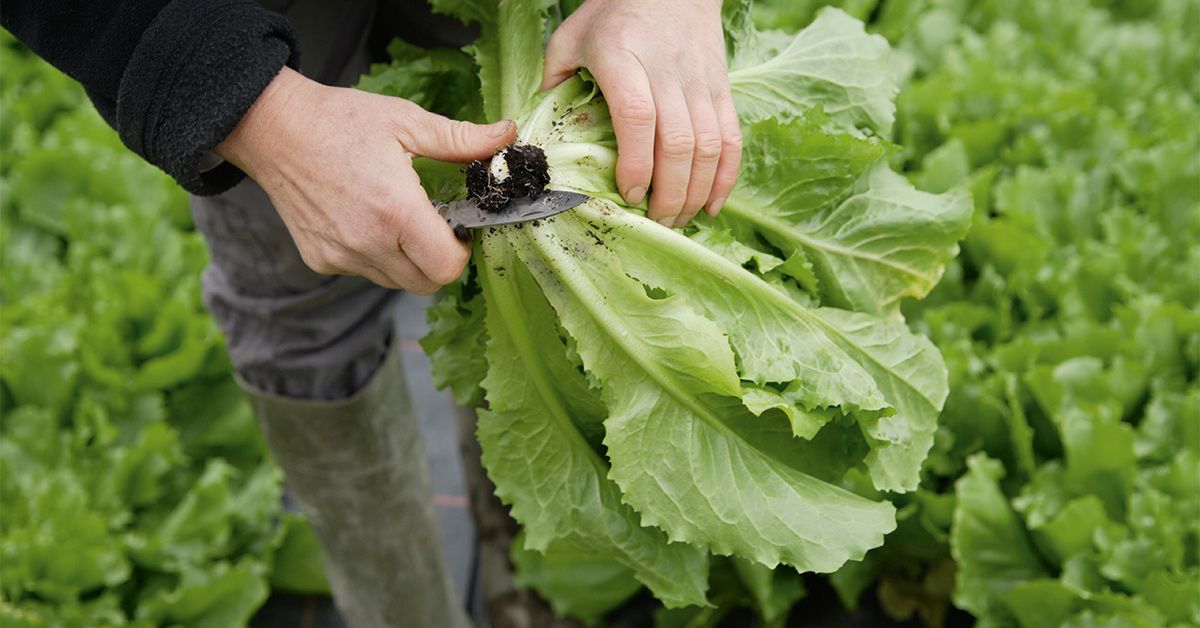 What Is Escarole? Nutrition, Benefits, and Uses