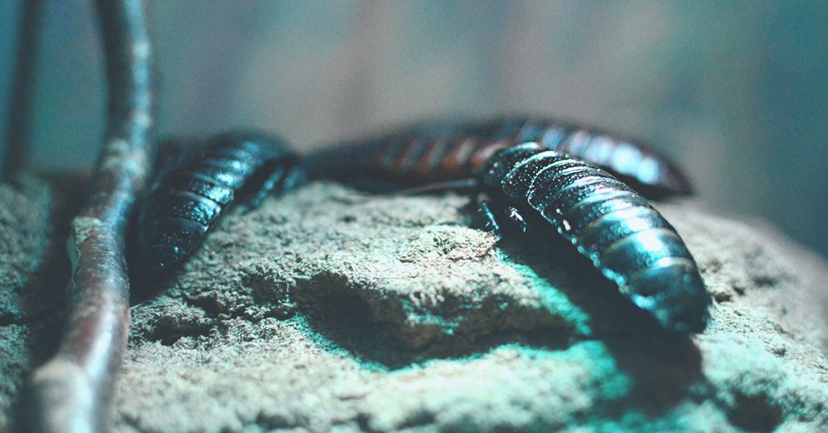 Cockroach Milk: Nutrition and Benefits