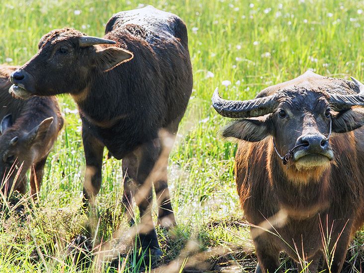 Buffalo Milk: Nutrition, Benefits, and How It Compares