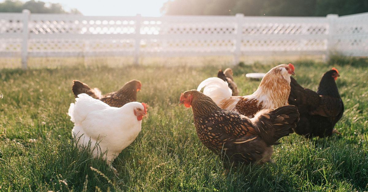 Free-Range Chicken: Definition, Nutritional Value, and More