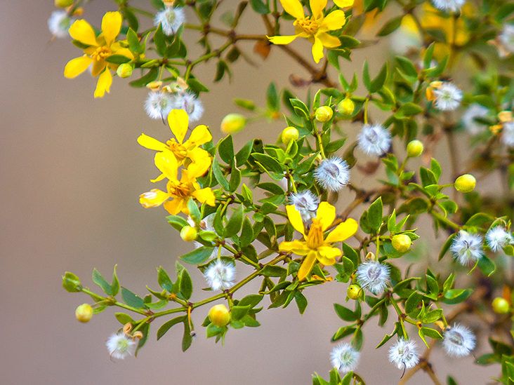 Chaparral Management Elroy Air Debuts The Chaparral, An Autonomous