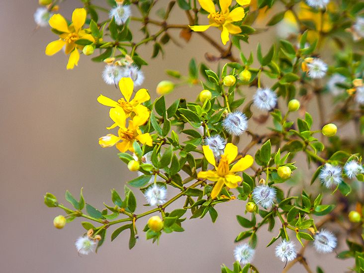 Chaparral Herb: Benefits, Uses, and Side Effects