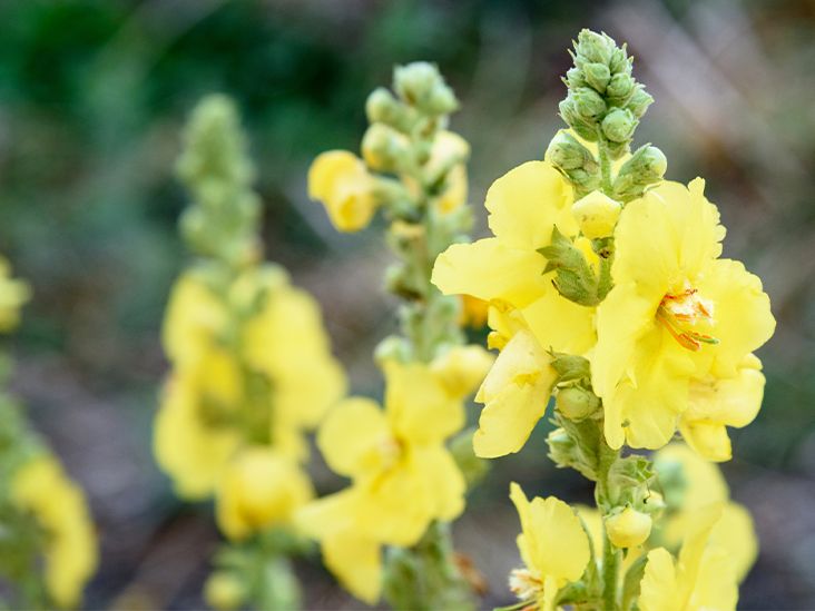 Mullein Leaf: Uses, Benefits, and Risks