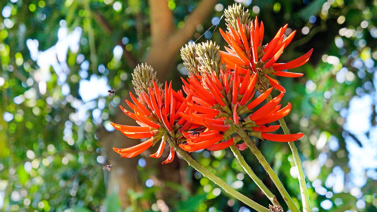 Potential benefits of mulungu