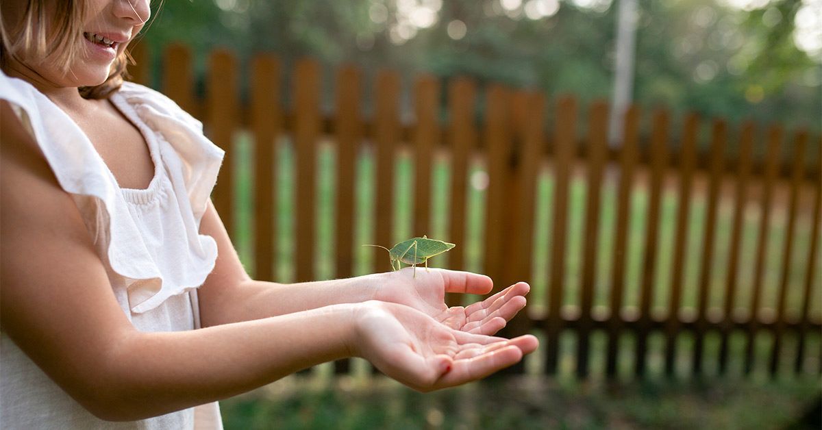 Do Katydids Bite? Facts and Potential Side Effects