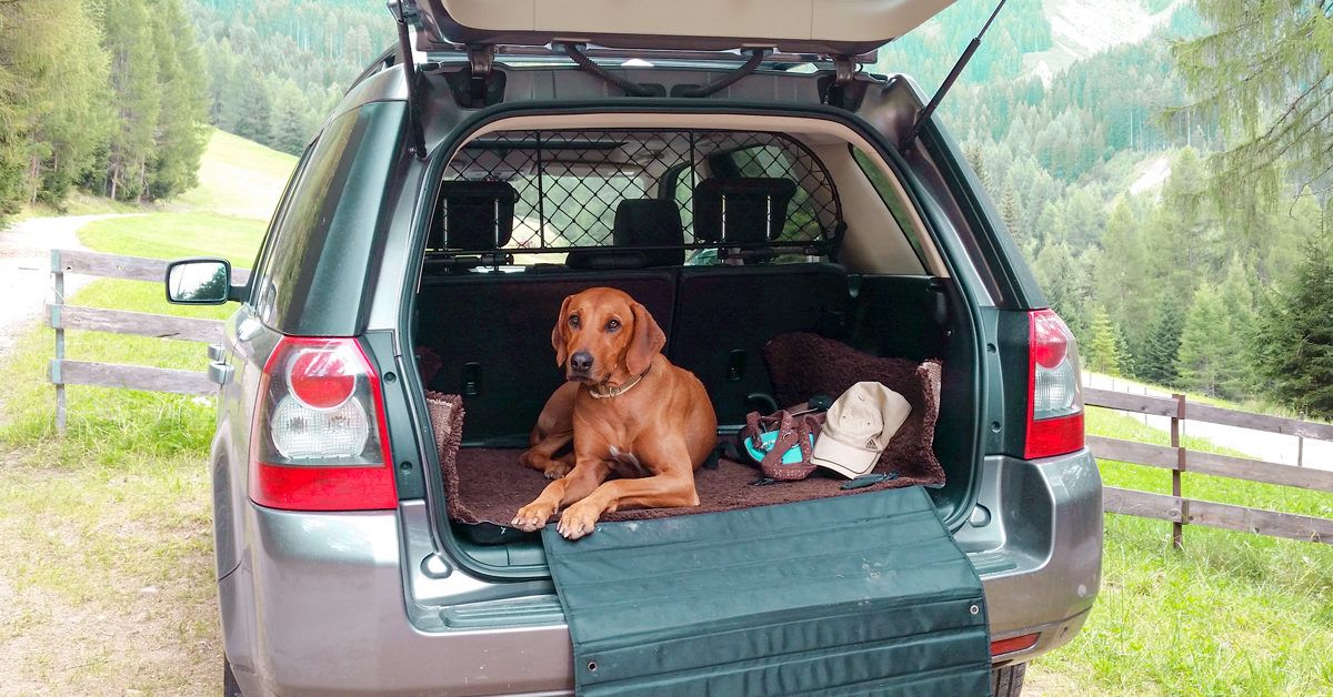 Bed Bugs in Cars: How Long They Survive and How to Get Rid of Them