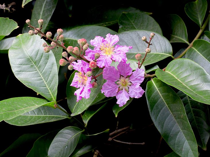 Banaba Leaves: Benefits, Uses, Side Effects, and Dosage