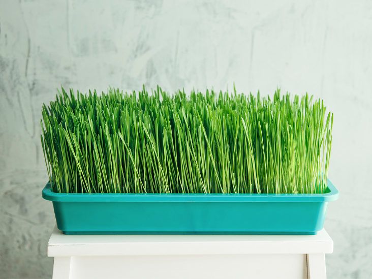 Wheatgrass Cancer Warning