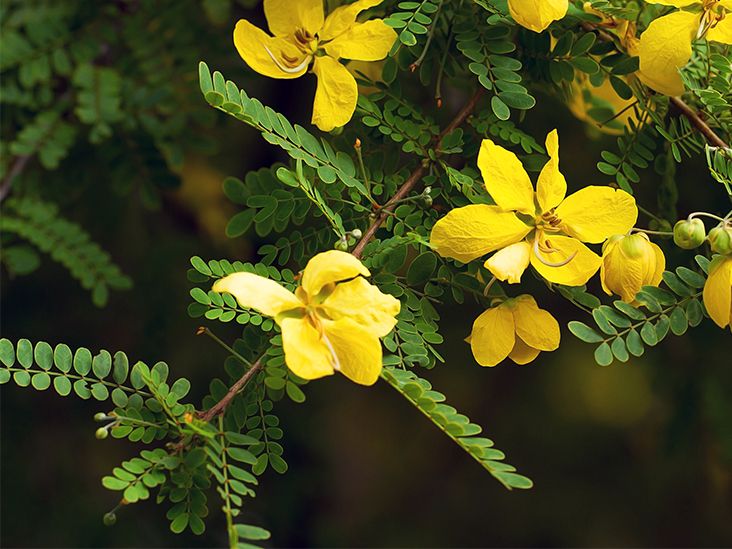 Senna Tea: Benefits, Weight Loss, and Precautions