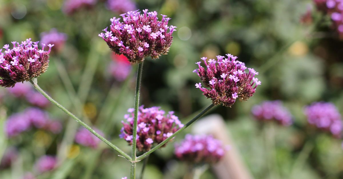 Vervain (Verbena): Benefits, Uses, and Side Effects