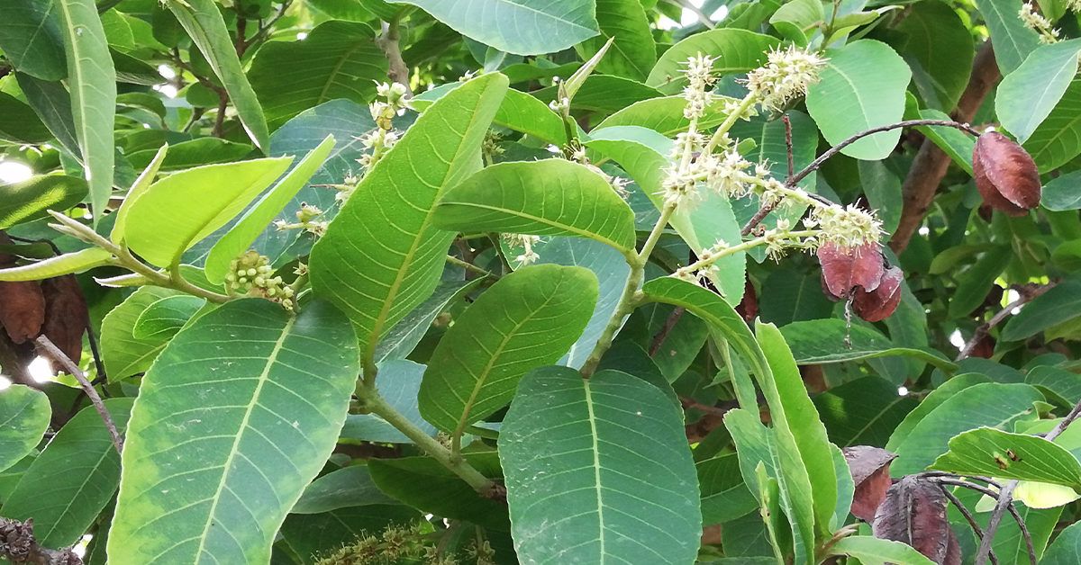 Arjunarishta: Benefits, Uses, and Side Effects