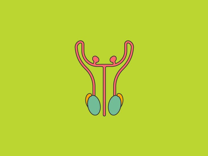 Male Reproductive System Anatomy, Diagram & Function | Healthline