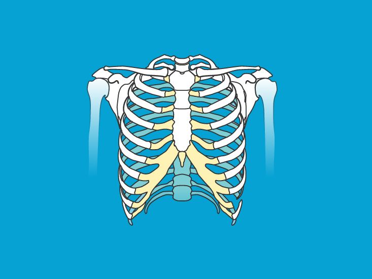 T4 Thoracic Vertebrae Model, Pictures & Anatomy | Body Maps