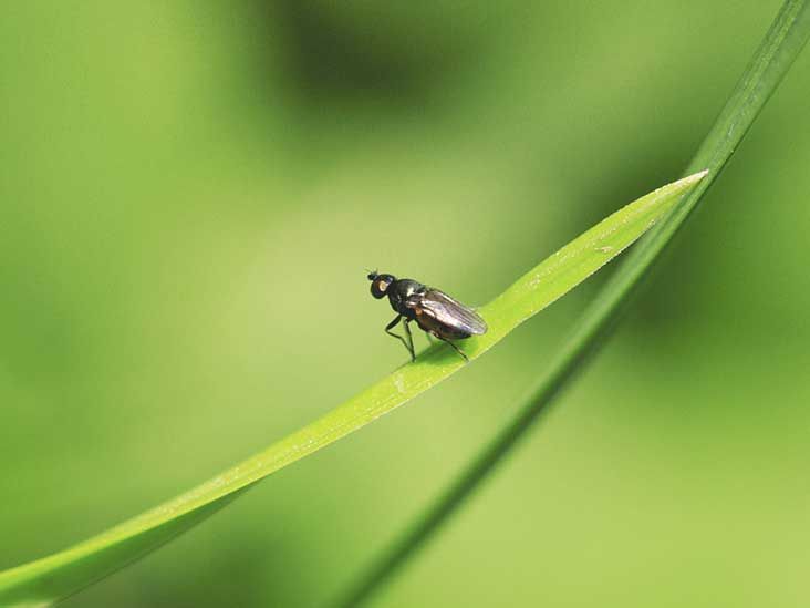 Onchocerciasis (River Blindness): Symptoms, Causes, and More