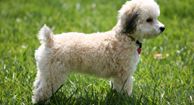 Best Hypoallergenic Dogs for People With Allergies