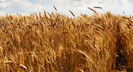 Wheat Germ: How Can It Benefit Your Health?