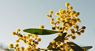 7 Uses for Acacia