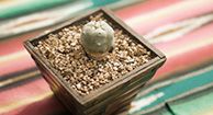 Peyote: What It Is, Effects, Uses & More