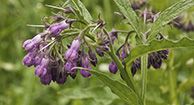 Comfrey: Uses, Risks, and Takeaways