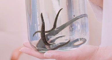 What Is Leech Therapy?