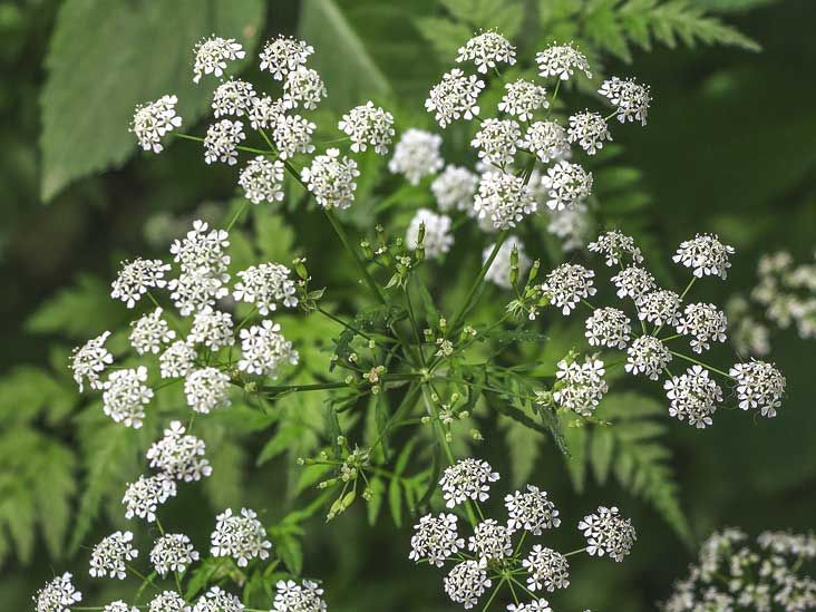 Hemlock Poisoning: Symptoms, Treatment, and Prevention