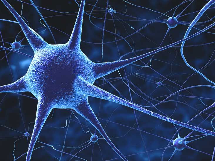 11 Interesting Facts About the Brain and Nervous System