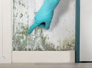 Penicillium Mold Levels