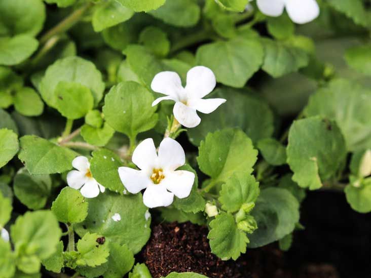 7 Emerging Benefits of Bacopa monnieri (Brahmi)