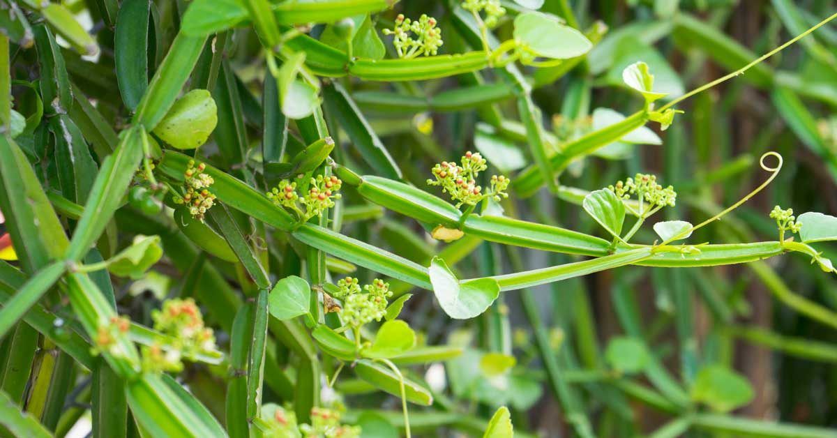 Cissus quadrangularis: Uses, Benefits, Side Effects, and Dosage