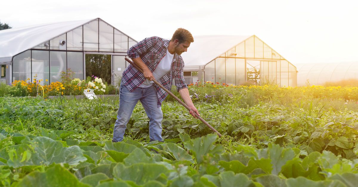 The Clean Fifteen: 15 Foods That Are Low in Pesticides