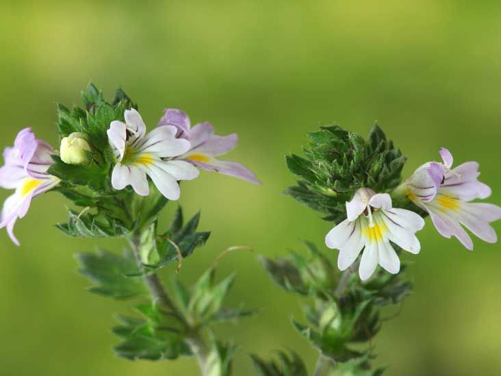 Eyebright: Benefits, Dosage, and Side Effects