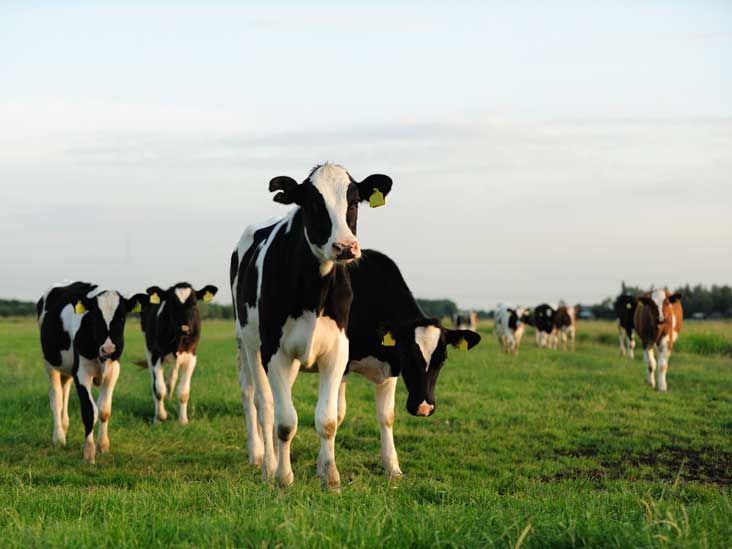 7 Health Benefits of Grass-Fed Butter