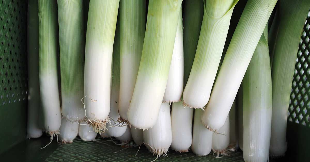 What Are Leeks and Wild Ramps? 10 Impressive Benefits