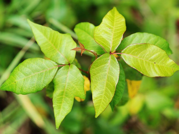 Rhus toxicodendron | Definition and Patient Education
