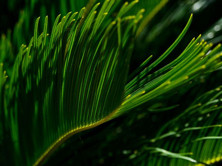 Sago: Nutrition, Benefits, Downsides, and Uses