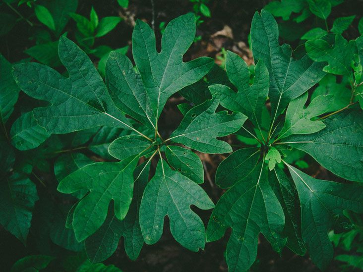 Sassafras Tea: Possible Risks and What to Know