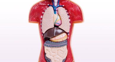 The Organs in Our Body May Age Differently