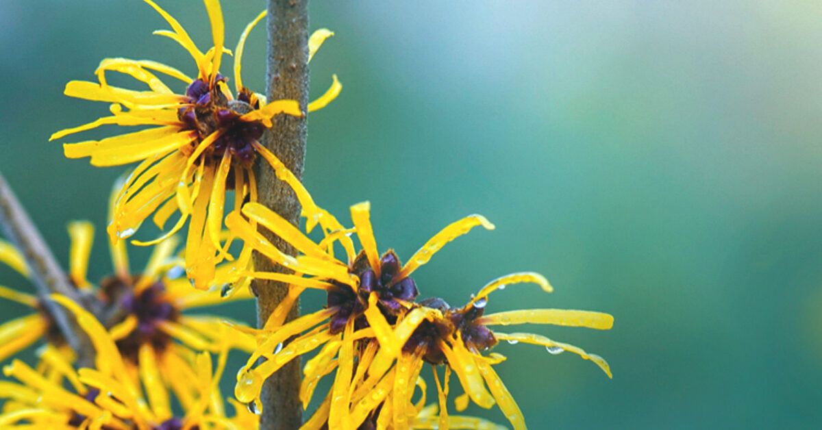 Can Witch Hazel Treat Psoriasis?