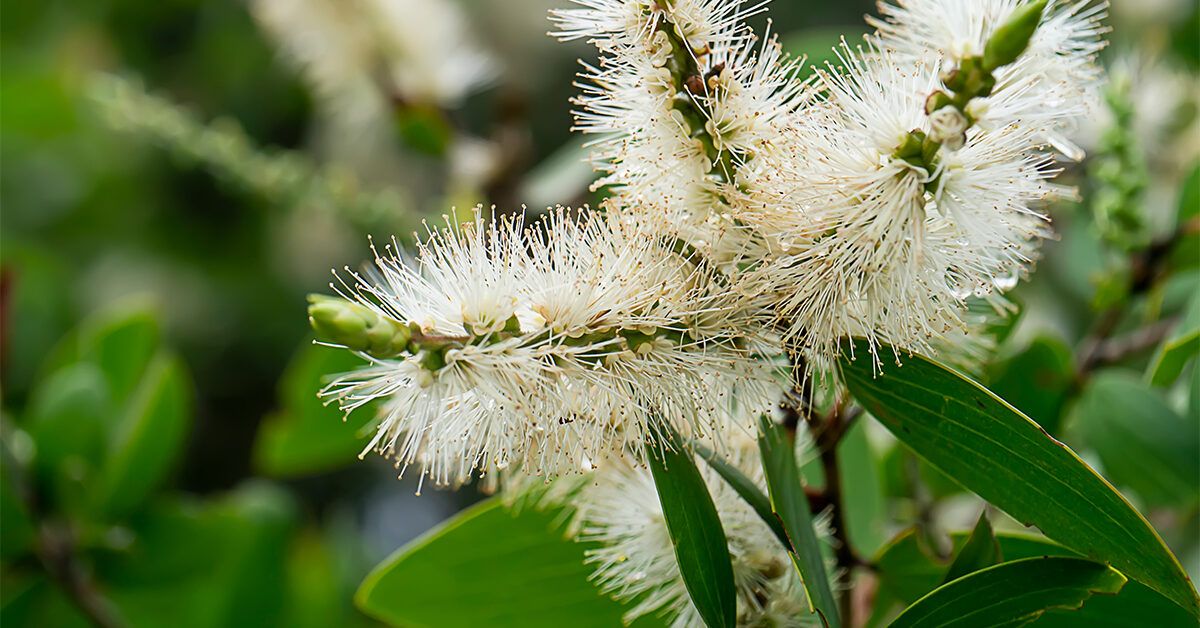 Cajuput Oil Potential Benefits, Side Effects, Uses, Where to Get It