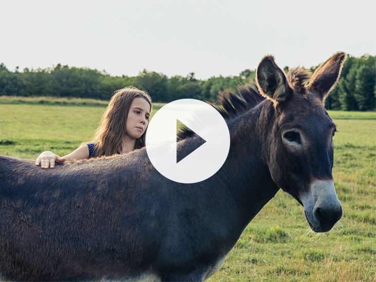Donkey Milk: Benefits and Uses